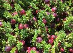 About Cranberries » US Cranberries
