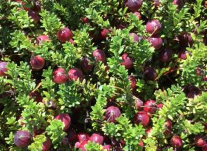 About Cranberries » Cranberry Marketing Committee